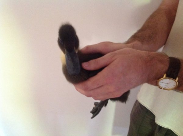 How to pick up a duck - Heritage Farm