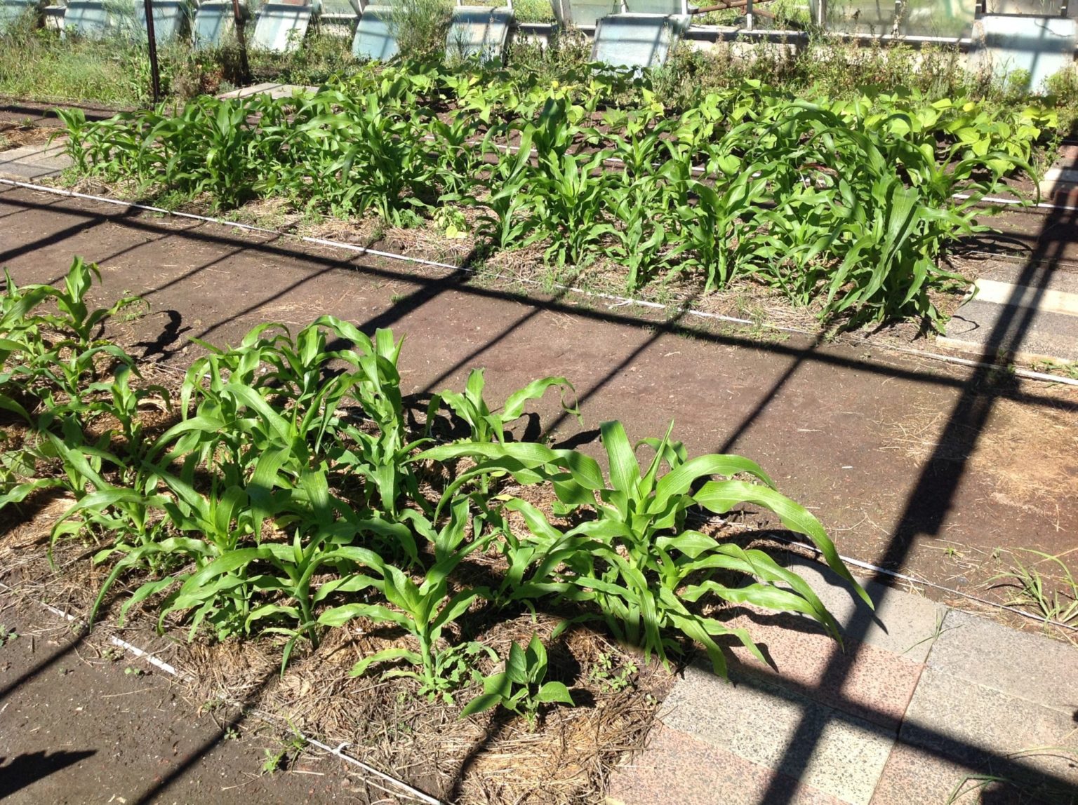 Popcorn Updates - Heritage Farm