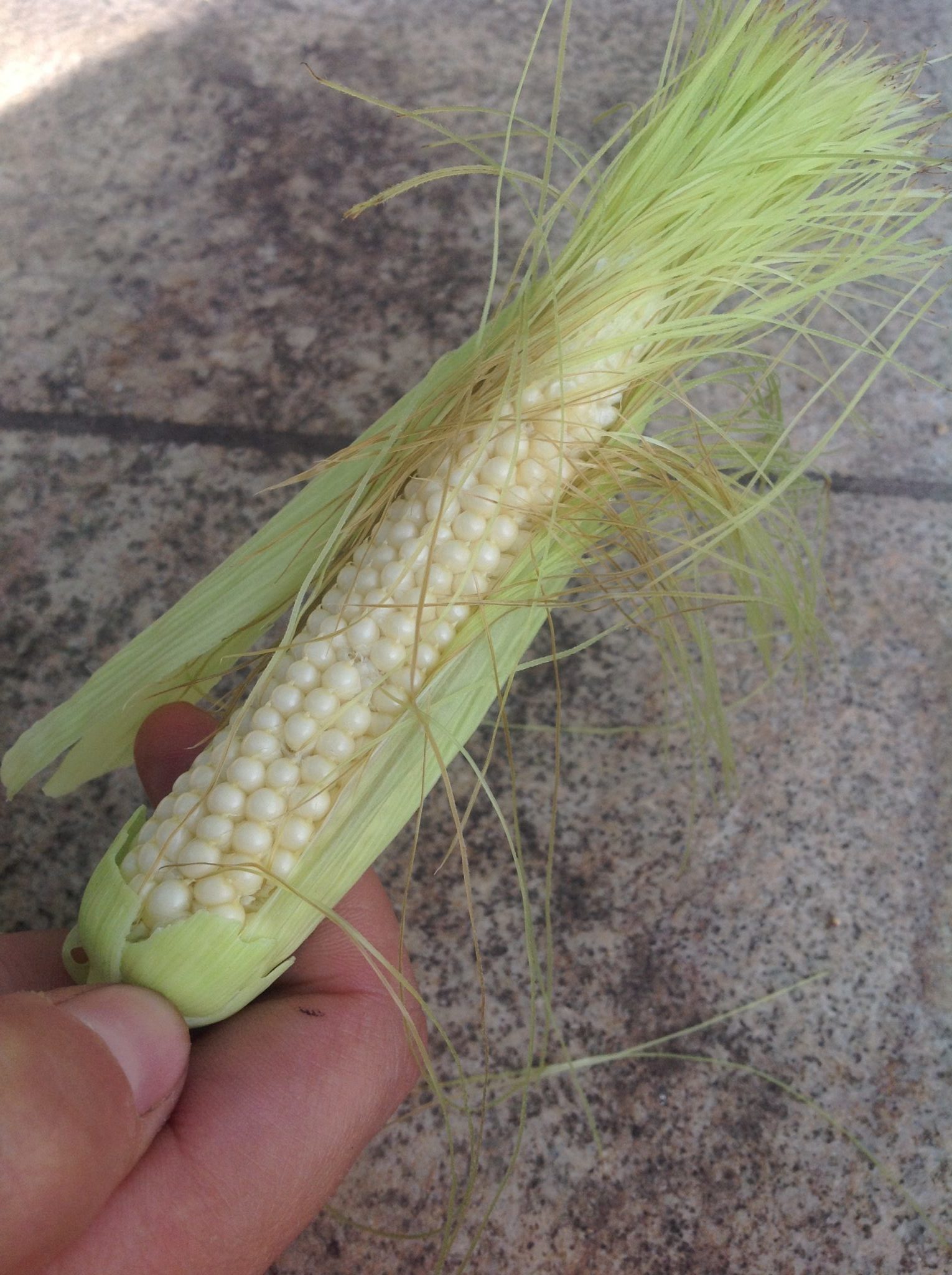 Popcorn Updates - Heritage Farm