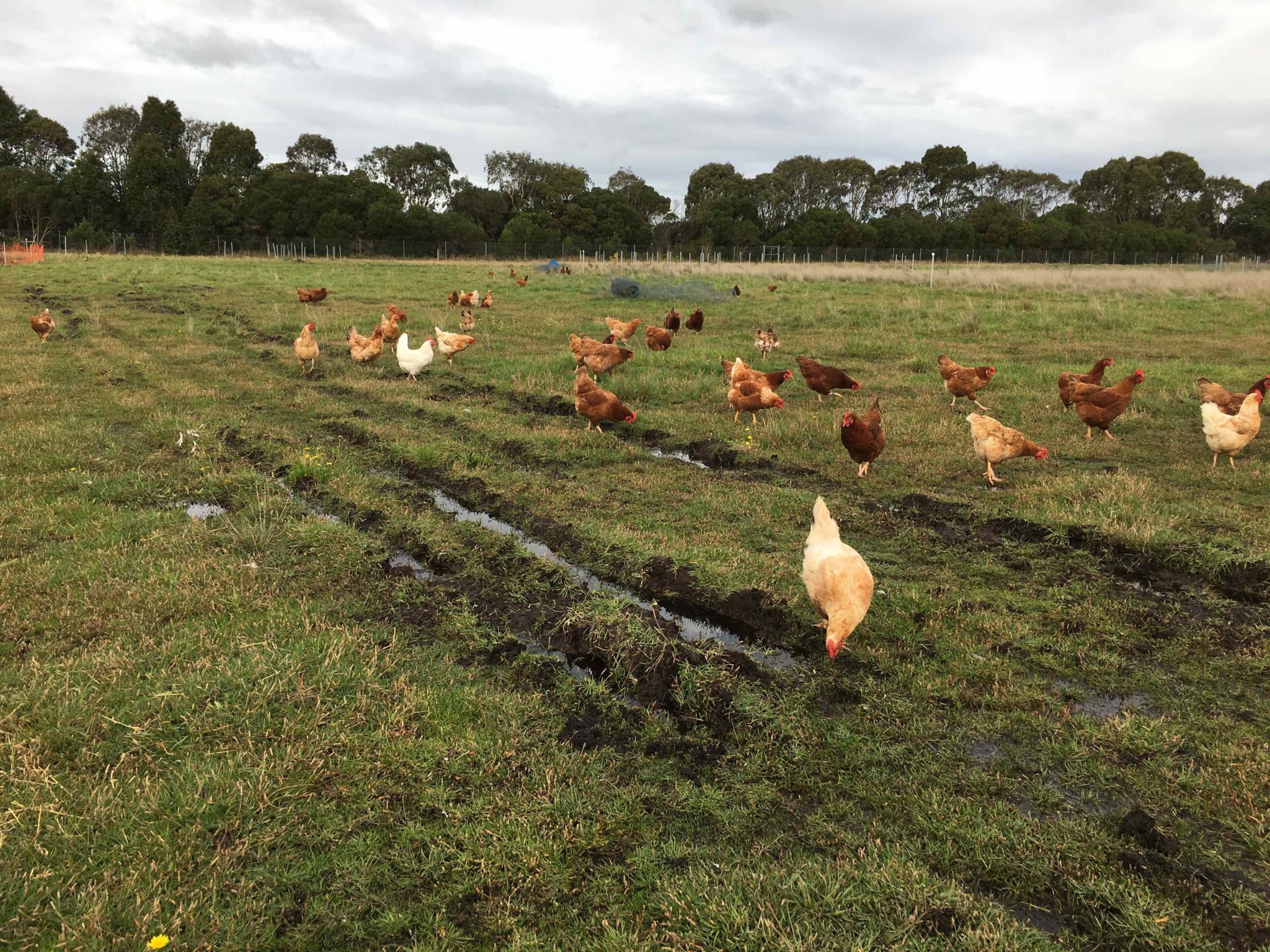 Parking our Chooks for Winter - Heritage Farm